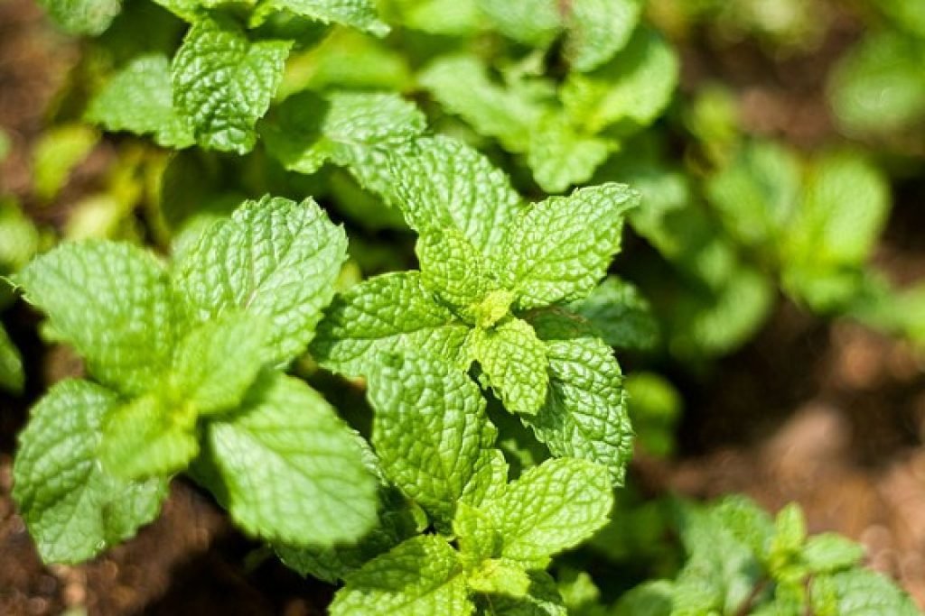 Mint Leaves Turning Brown Reasons With Remedies