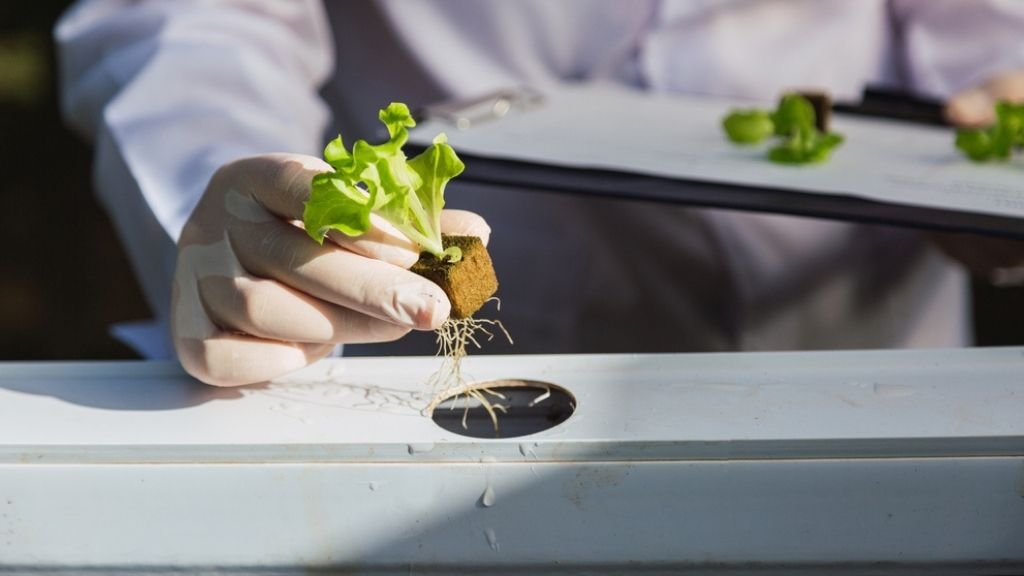 DWC Water level: Know How you can Grow Plants in this system