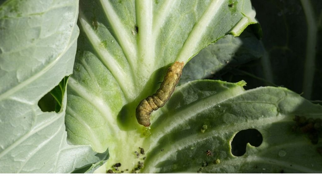 How to get rid of cabbage worm? Read 5 Easy Ways