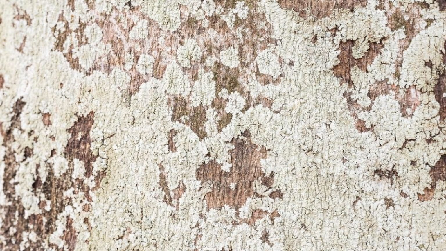 What Causes White Growth on the Tree Trunk? Know Now!