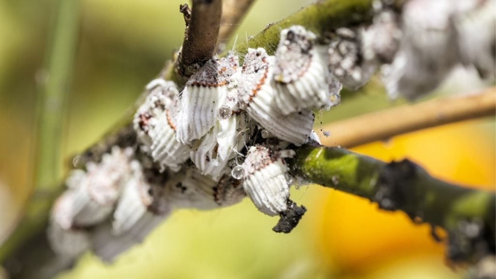 What is the White Stuff on Lemon Tree Leaves? Know Now!