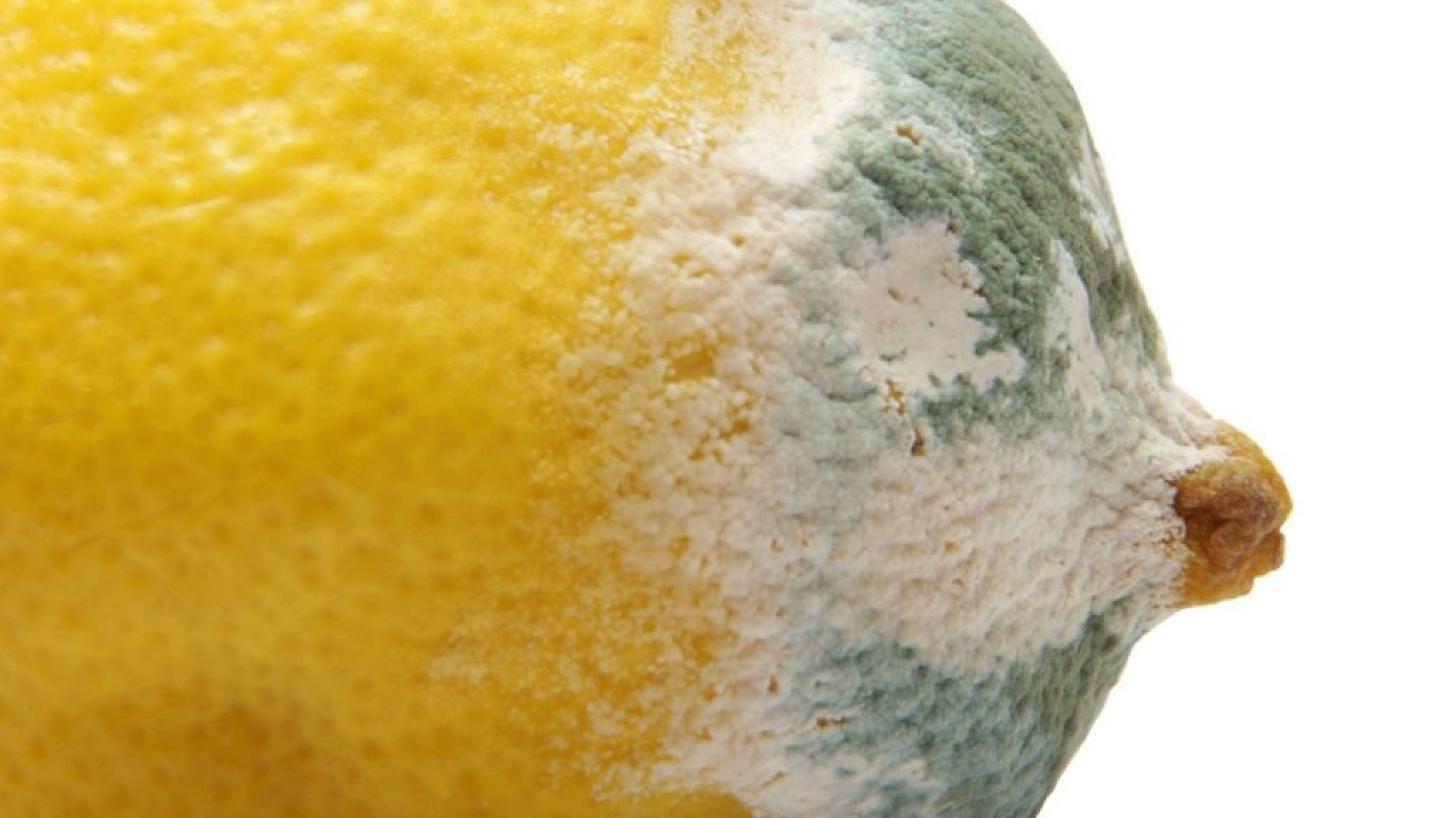 what-is-the-white-stuff-on-lemon-tree-leaves-know-now
