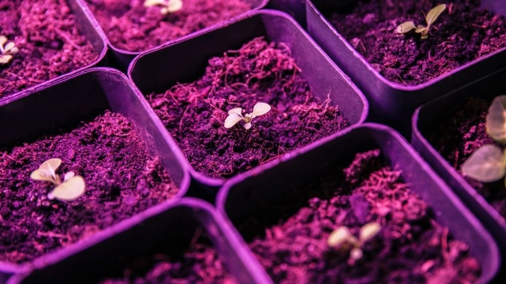 When to Put Seedlings Under LED Light? Know Now!