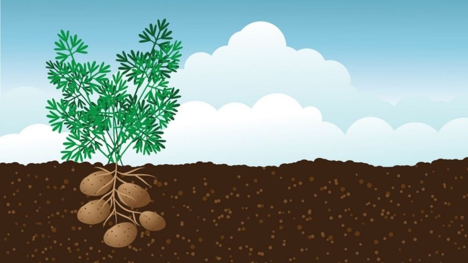 What is the Ideal Soil pH For Potatoes? Know the Facts!