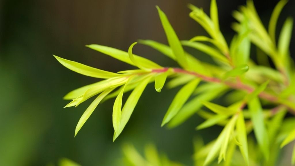 Does Tea Tree Oil Attract Bugs or is it an Insect Repellent?