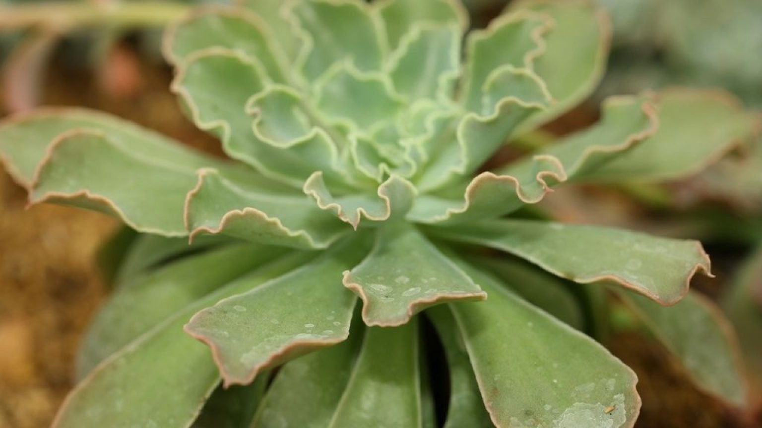 Leaves Curling Upwards: Check out its Causes and Cure!