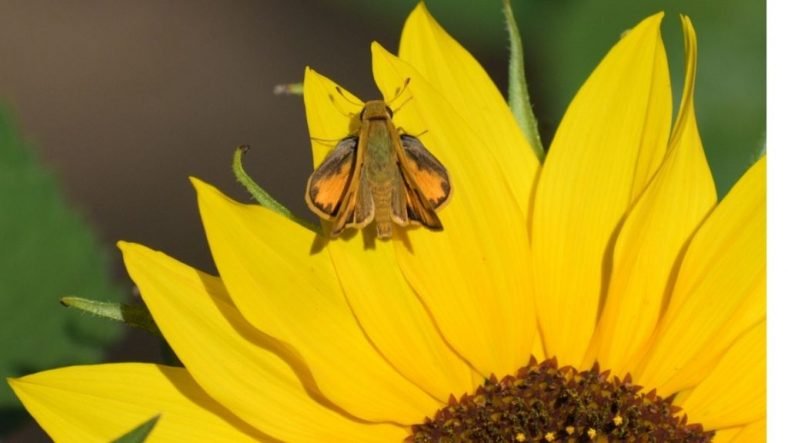 Sunflower Petals Falling off: Why it Happens and What to do?